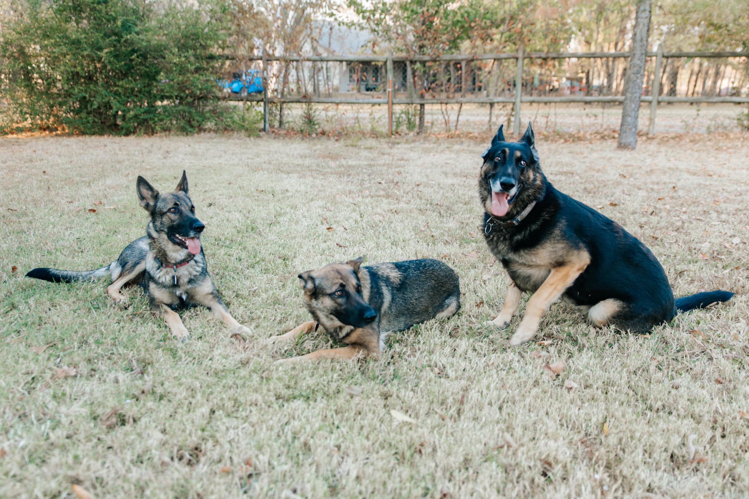 Services - K9 Assist