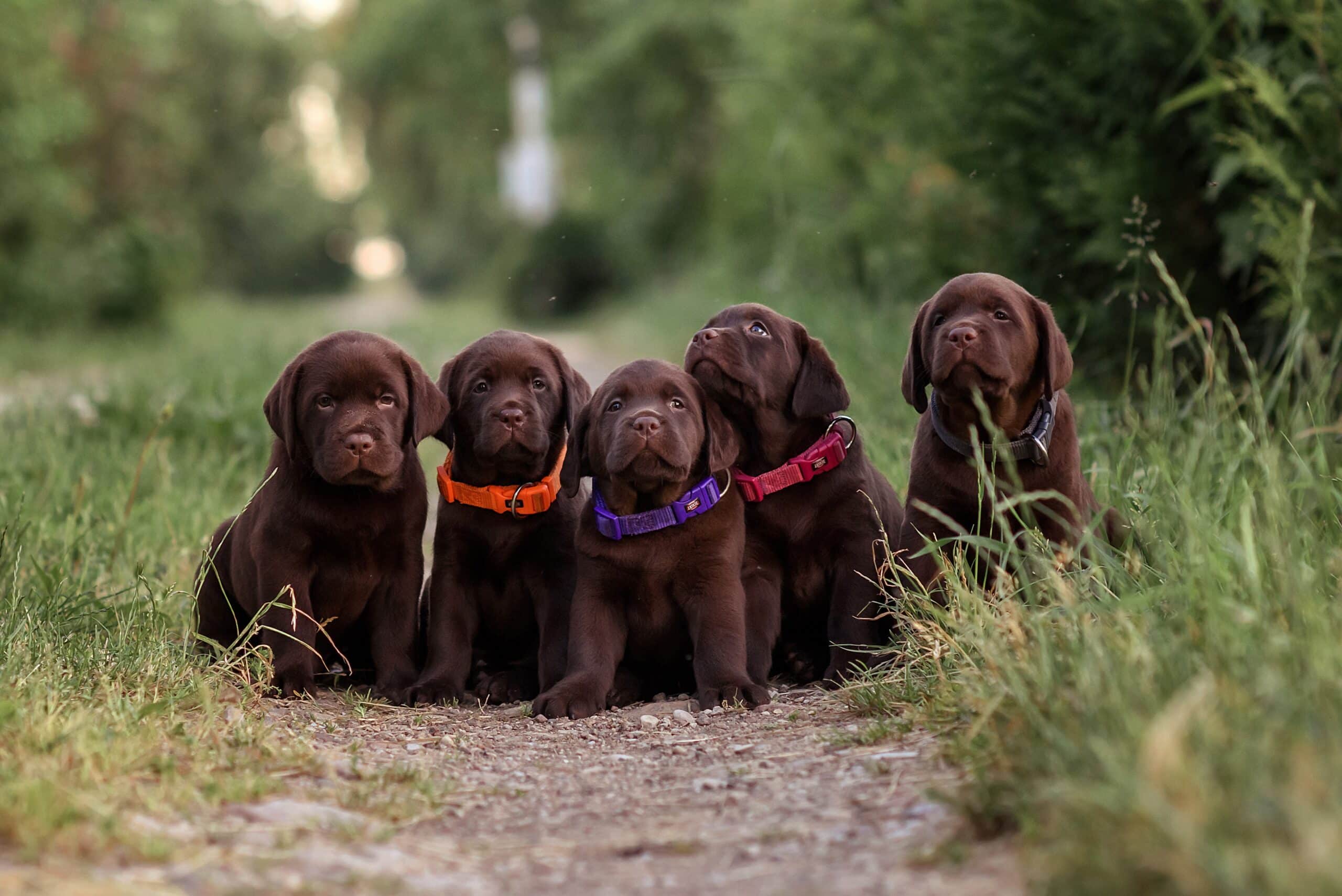 Dog Selection Assist - K9 Assist